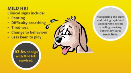 Hot Dogs – heatstroke education for dog owners | Sharing our research ...