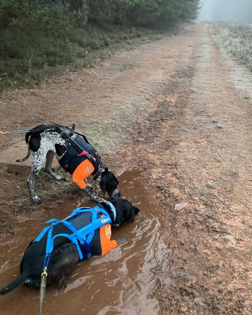 Hot Dogs – heatstroke education for dog owners | Sharing our research ...